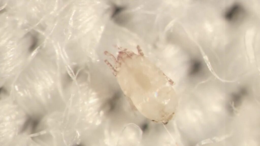 House Dust Mite Allergy – AllVac Pharmaceuticals